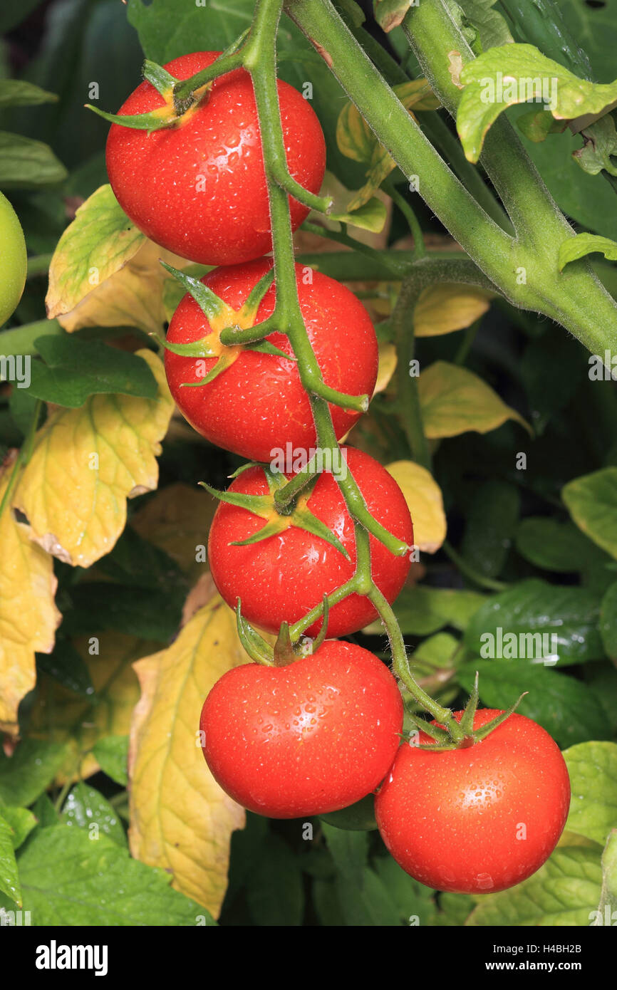Tomato plant, ripe tomatoes, medium close-up Stock Photo - Alamy