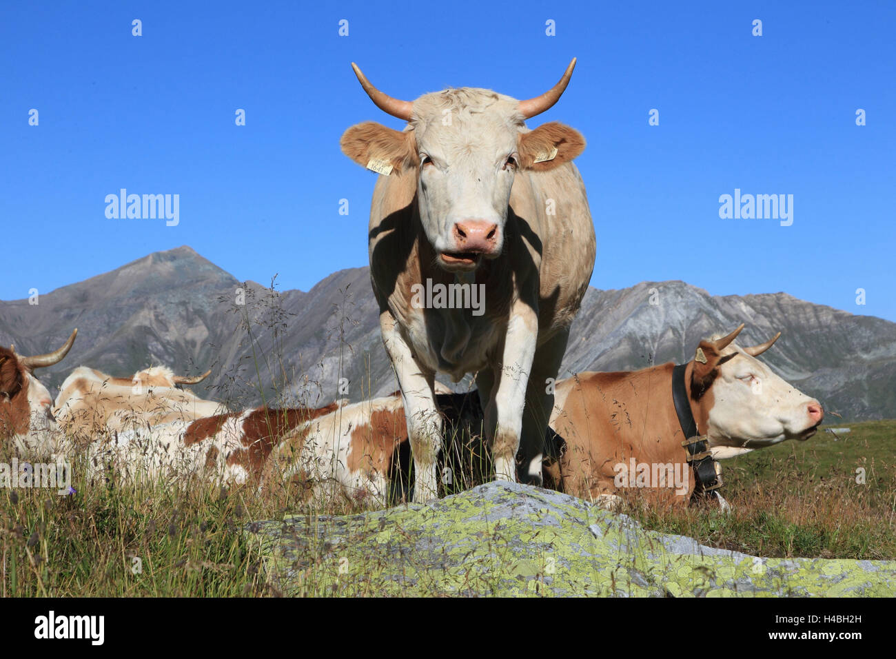 Pinzgauer Cattle