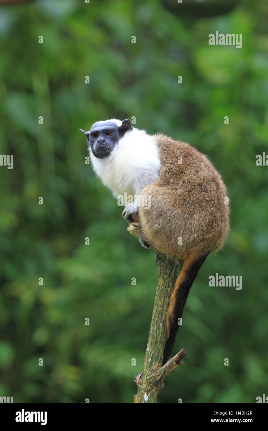 Pied tamarin hi-res stock photography and images - Alamy