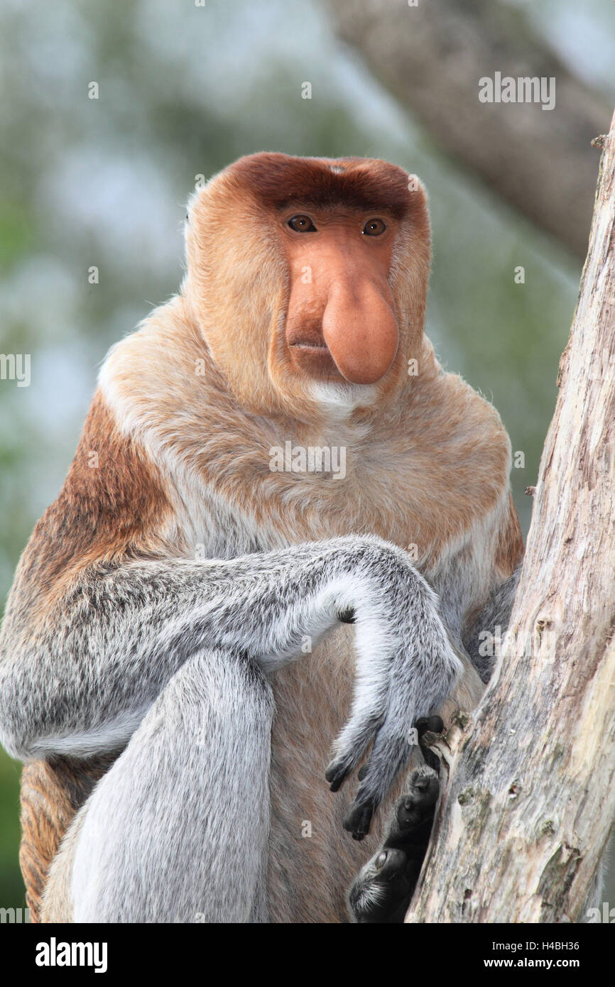 Proboscis monkey male Stock Photo - Alamy