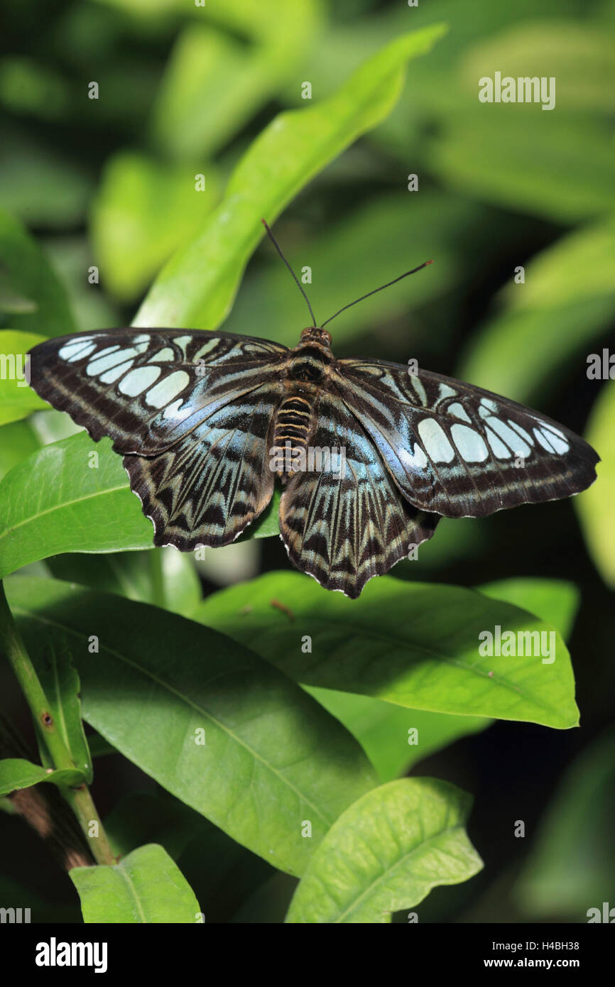 Tiger butterfly hi-res stock photography and images - Alamy
