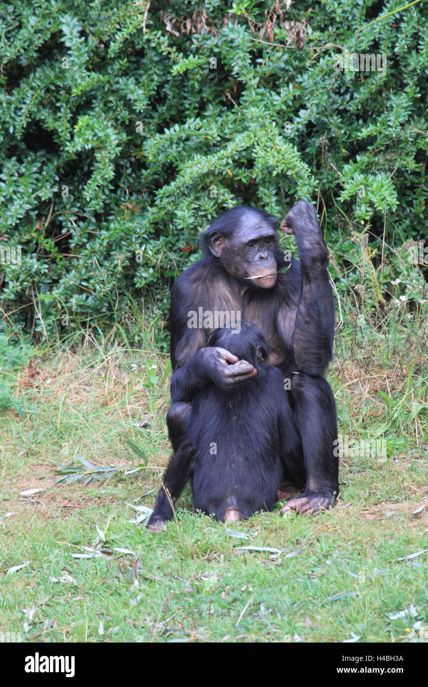 Bonobos hi-res stock photography and images - Alamy
