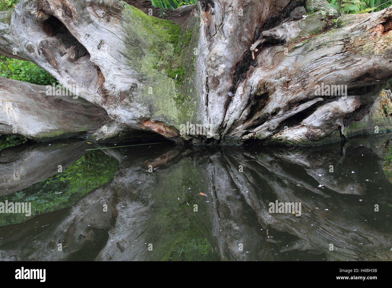 Old tree lies in the water Stock Photo - Alamy