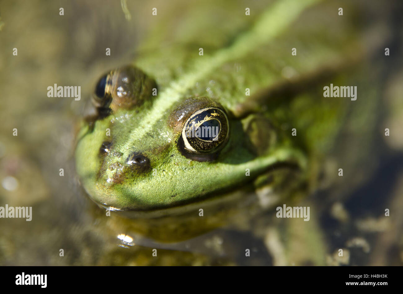 Pool frog in the pond, close-up Stock Photo - Alamy