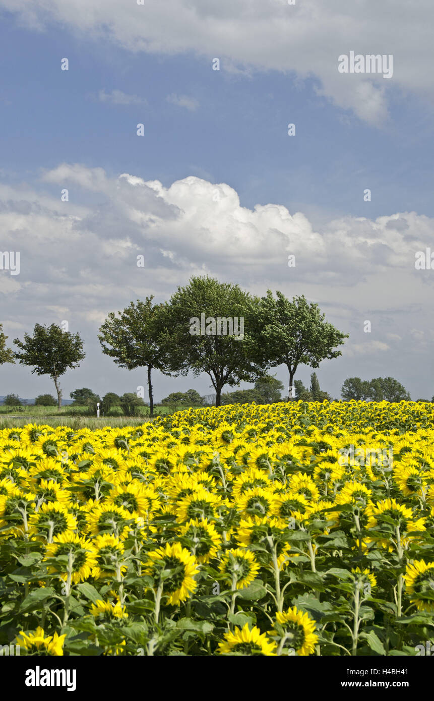 Landscape, sunflowers, trees Stock Photo - Alamy
