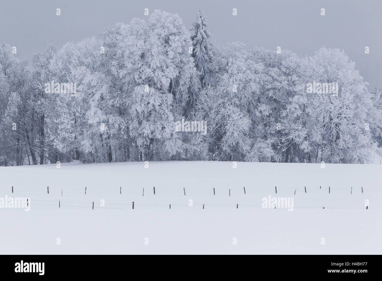 Snow covered field trees hi-res stock photography and images - Alamy