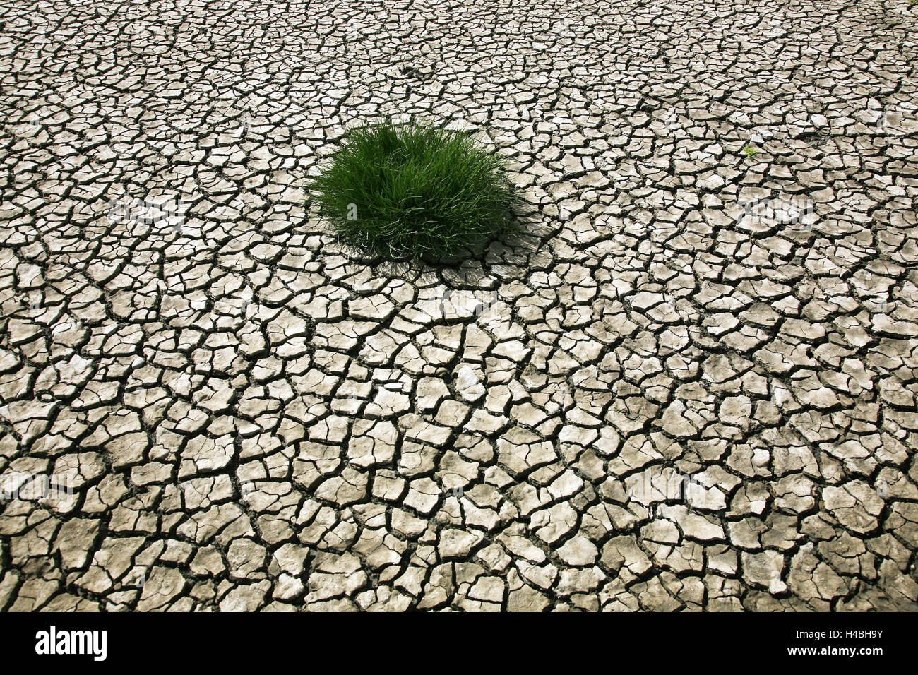 Of green grass bundles in a parched watercourse Stock Photo - Alamy