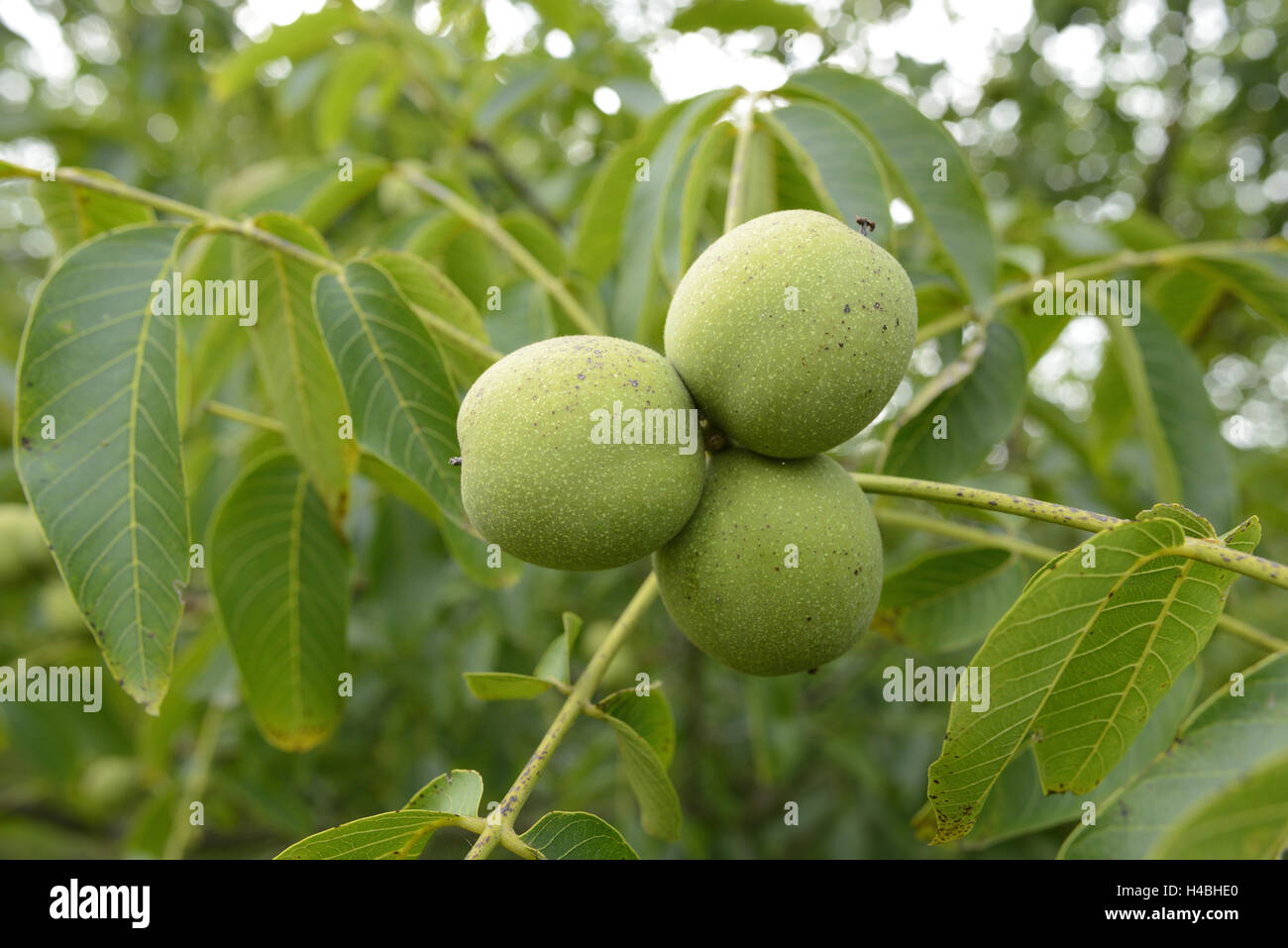 Real walnut, Juglans regia, fruits, branch, hang, immature Stock Photo ...