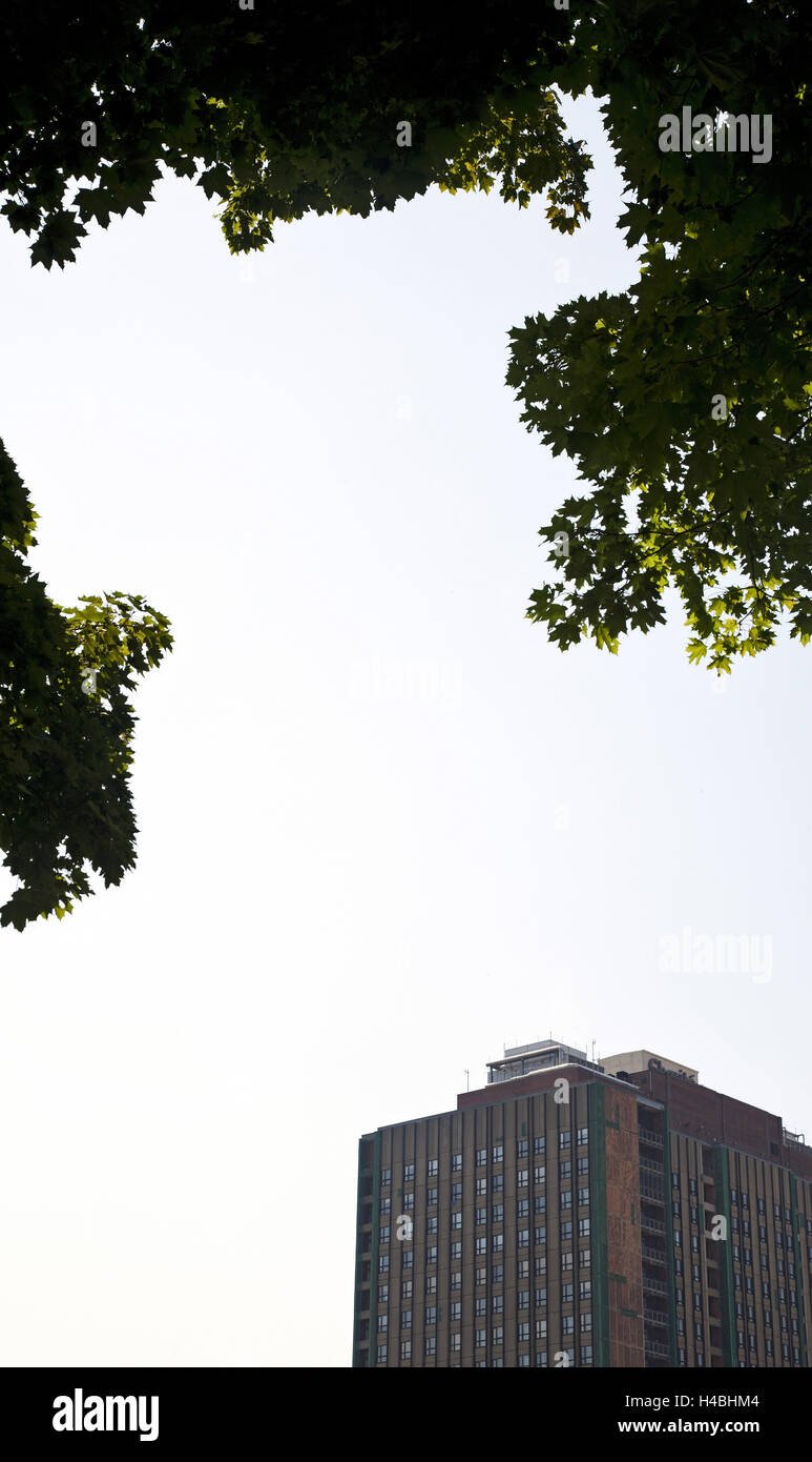High rise, architecture, tree, sky, copy space Stock Photo - Alamy