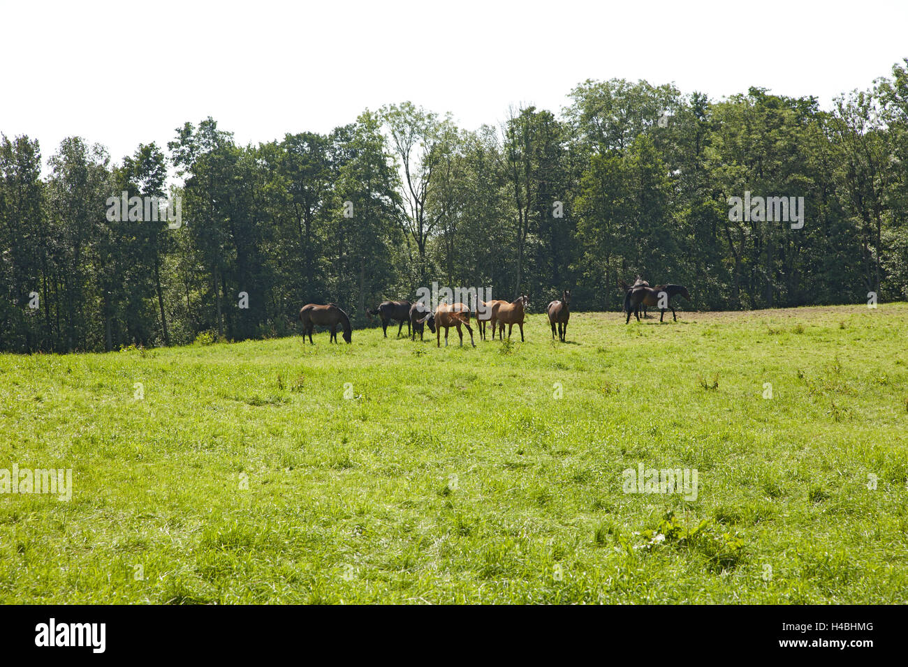 Horses, pasture, scenery, grass Stock Photo - Alamy