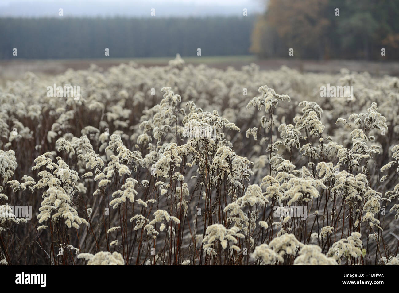Canadian golden rods, Solidago canadensis, scenery Stock Photo - Alamy