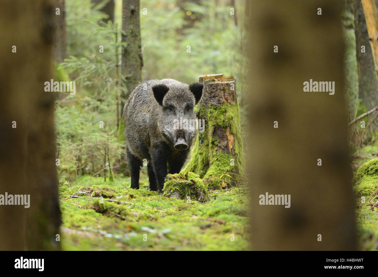 Wild boar, Sus scrofa, young animal, wood, stand, at the side Stock ...