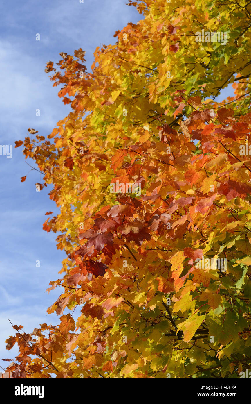 Common maple hi-res stock photography and images - Alamy