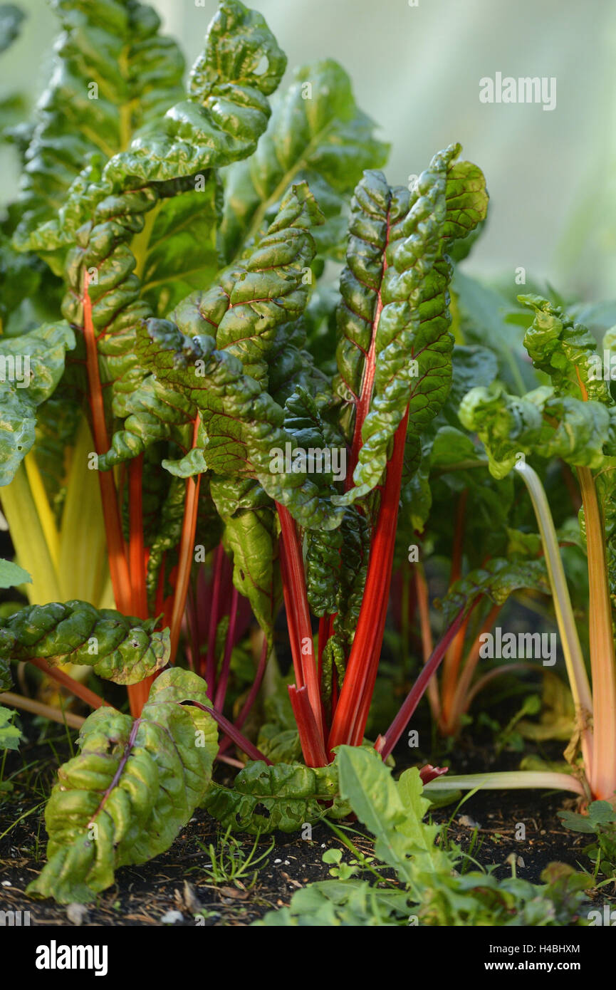 Mangold, beta vulgaris subsp. vulgaris, allotment garden, grow Stock ...