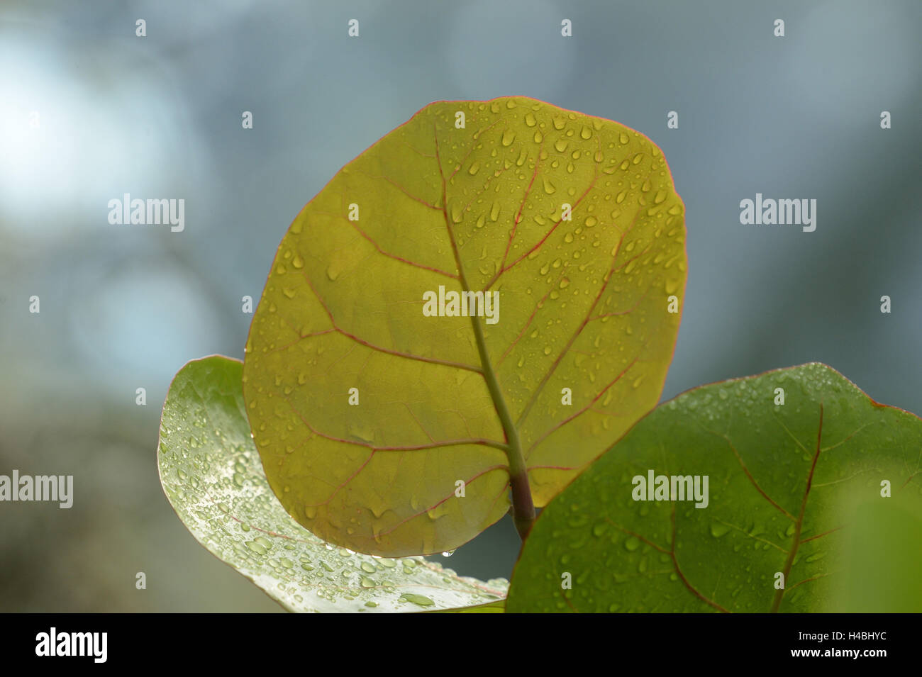 Plant, tropical, leaves, green, medium close-up Stock Photo - Alamy