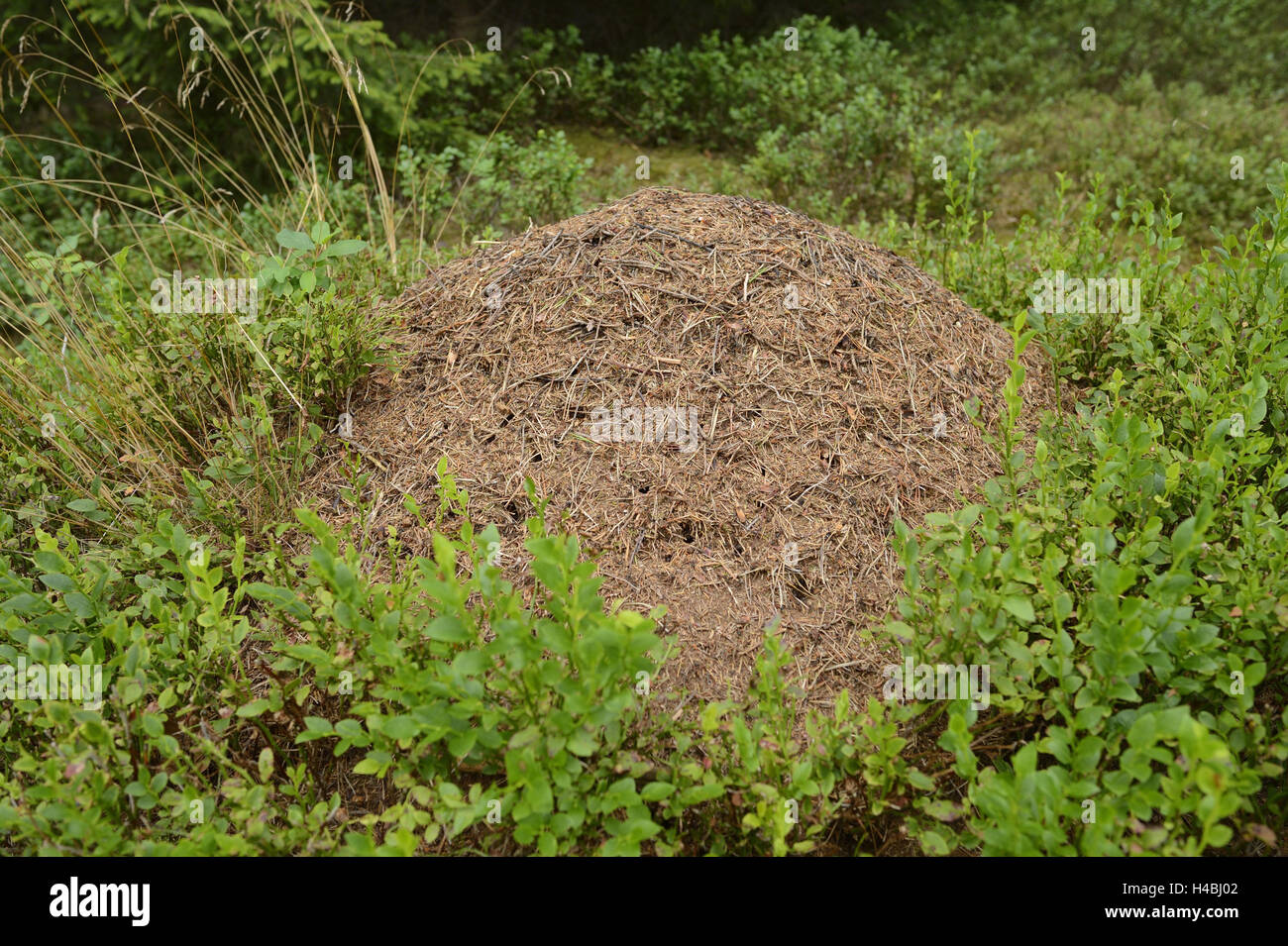 Ant hills hi-res stock photography and images - Alamy