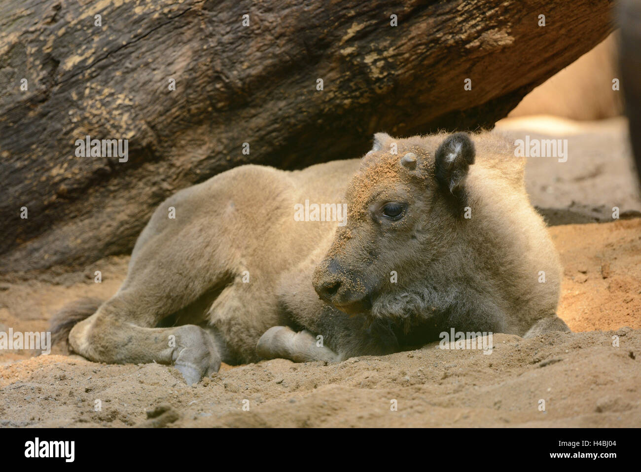 Bison, bison bonasus, young animal, Sand, lie, at the side Stock Photo ...