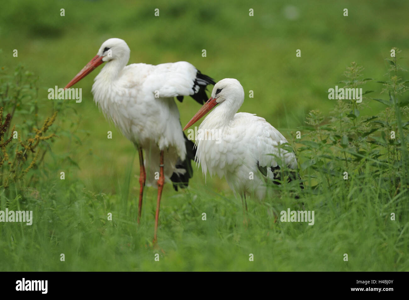 Birds standing side view hi-res stock photography and images - Alamy