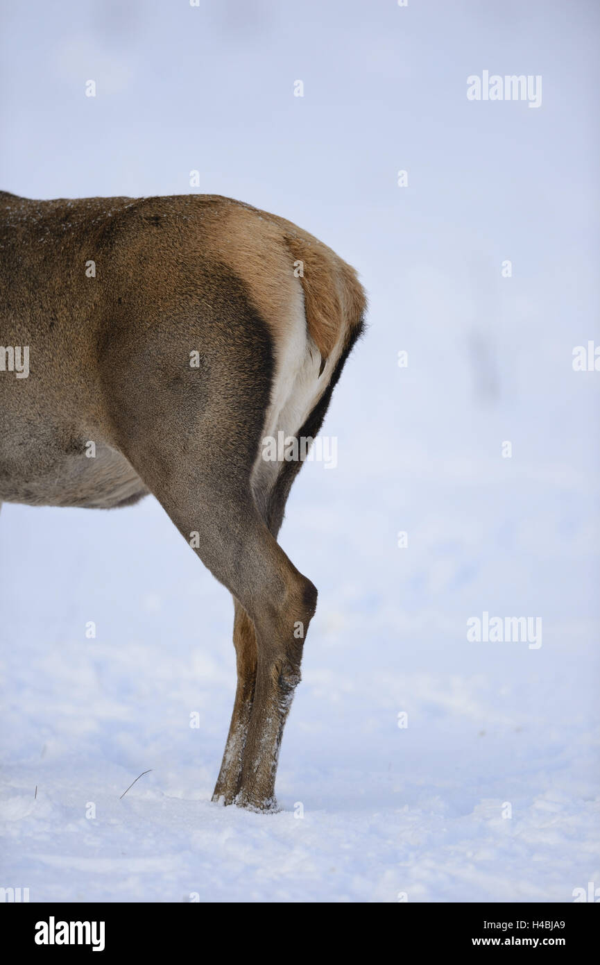 Red deer, Cervus elaphus, hind legs, at the side, detail Stock Photo ...