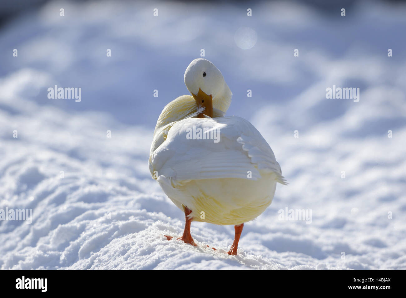 Peking duck, house duck, duck, white, snow, stand, plumage clean Stock ...