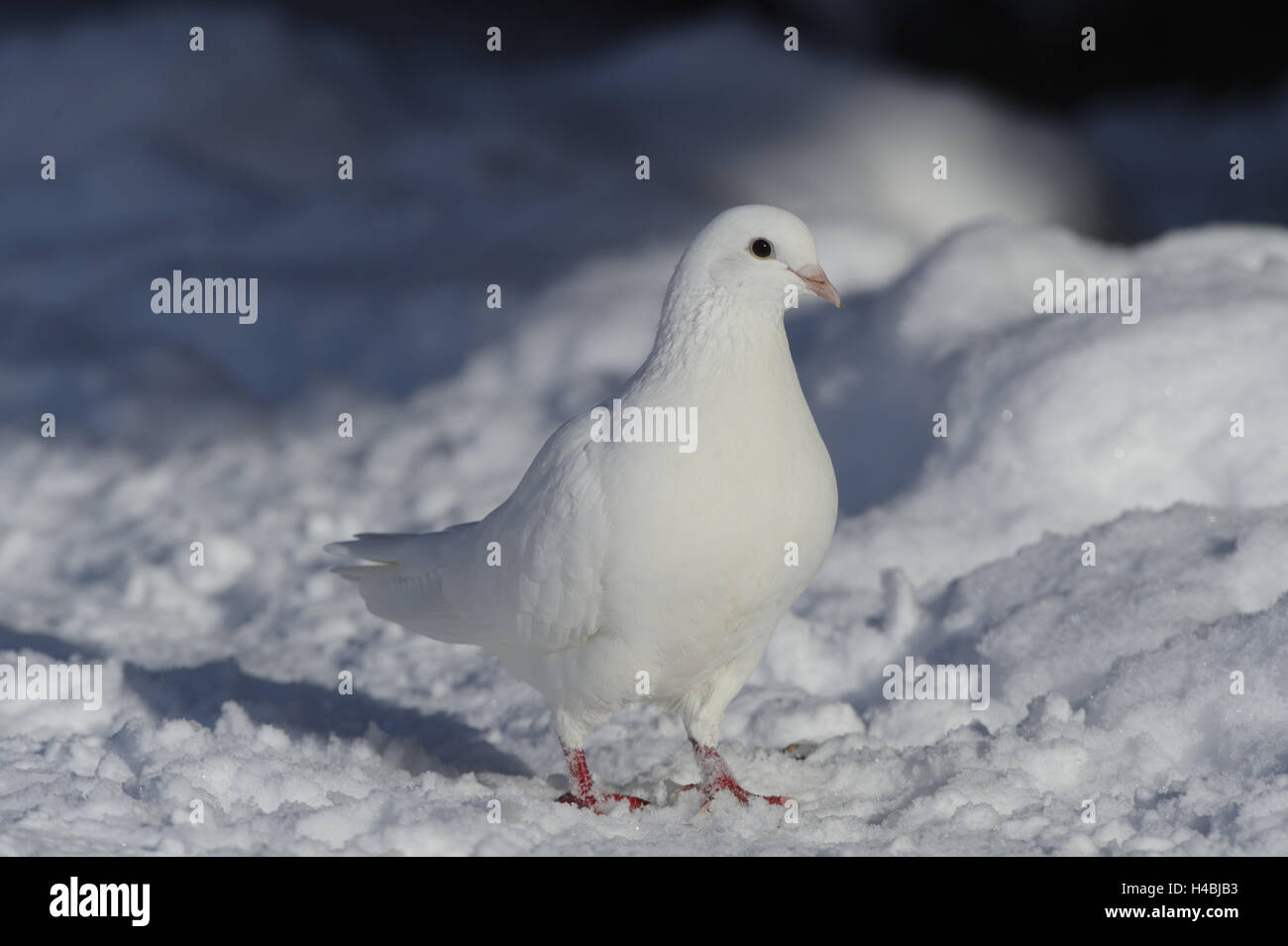 Snow White Turtle Dove