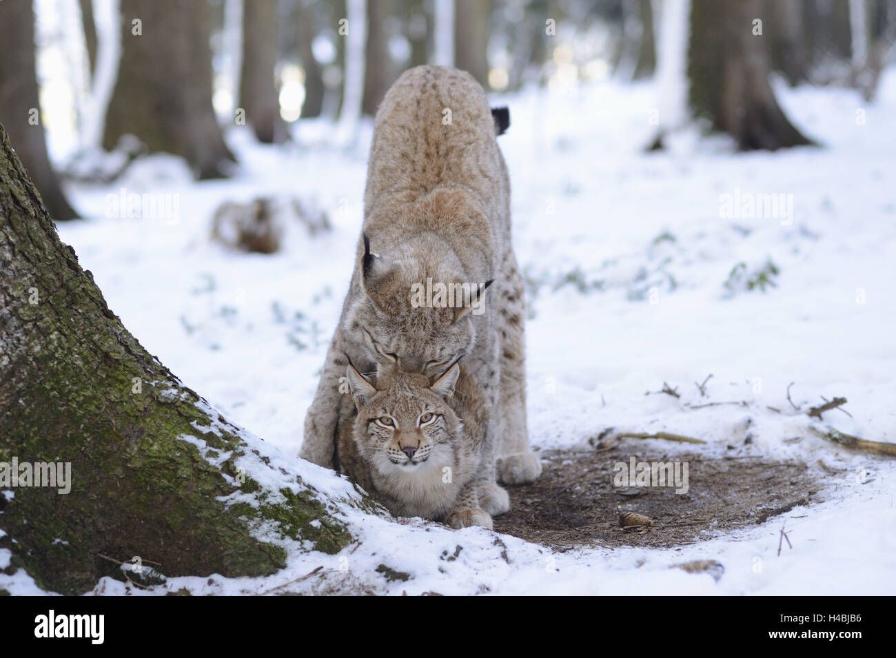Eurasian lynxes, Lynx lynx, Adult animal, young animal, winter, front ...