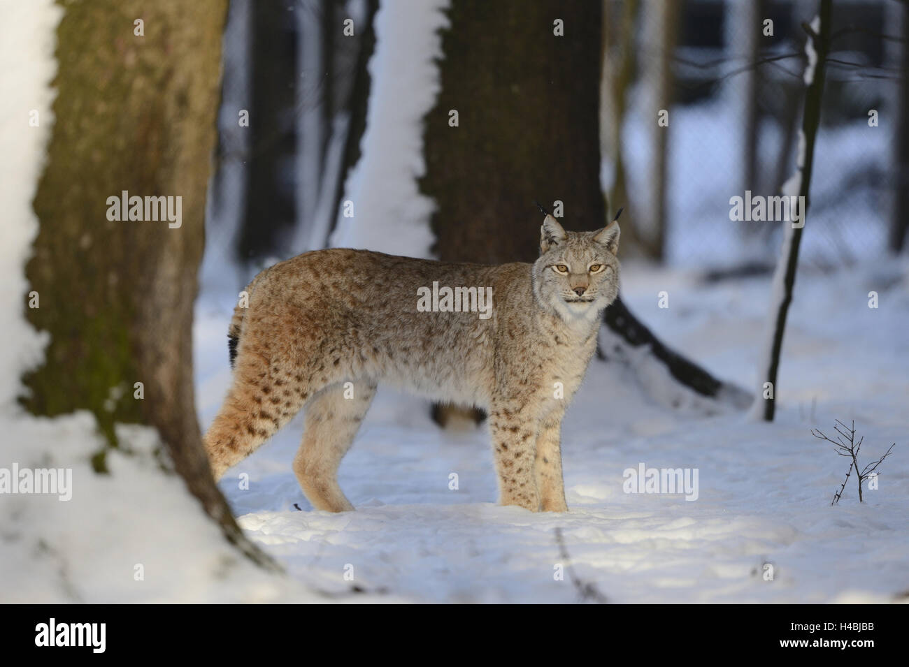 Eurasian lynx, Lynx lynx, winter, stand, at the side, view camera Stock ...
