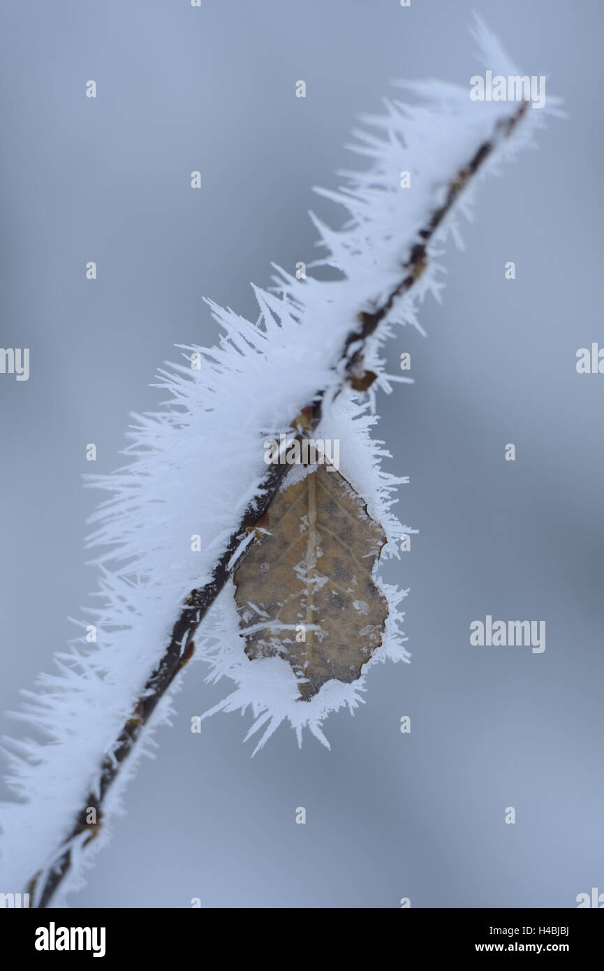 Cold water leaves detail hi-res stock photography and images - Alamy