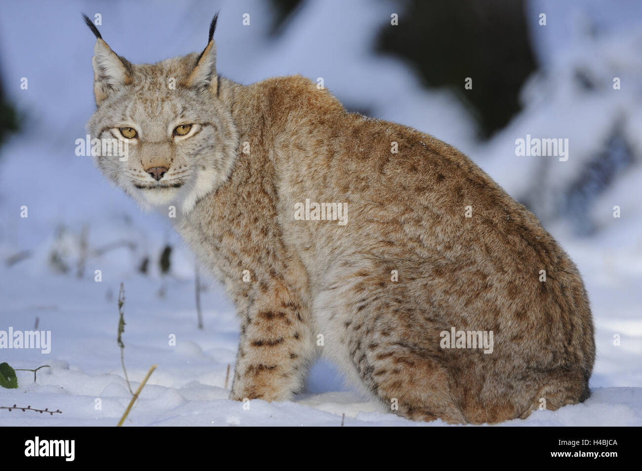 Eurasian lynx, Lynx lynx, winter, sit, at the side, view camera Stock ...