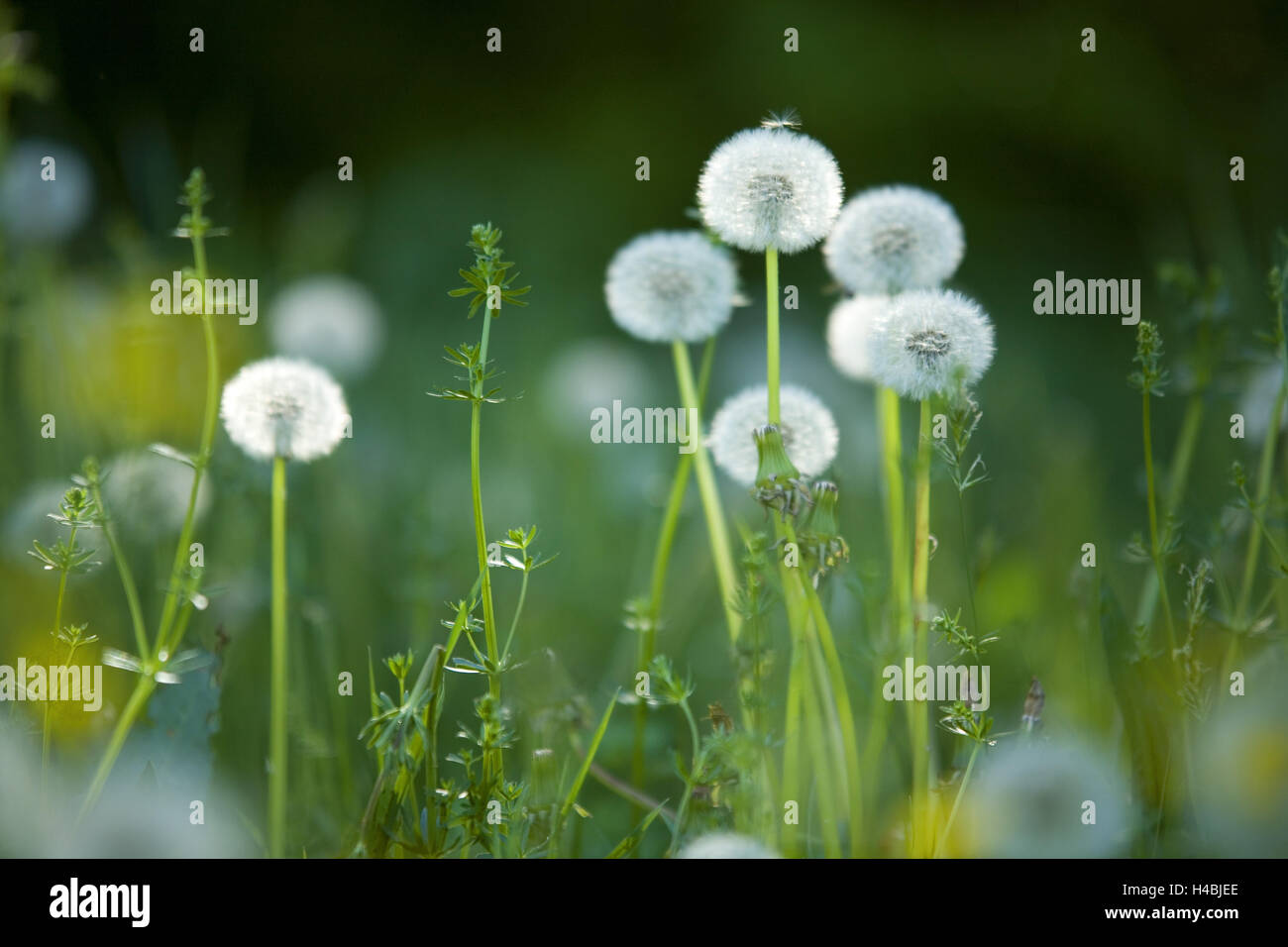 Meadow, puff's flowers Stock Photo - Alamy