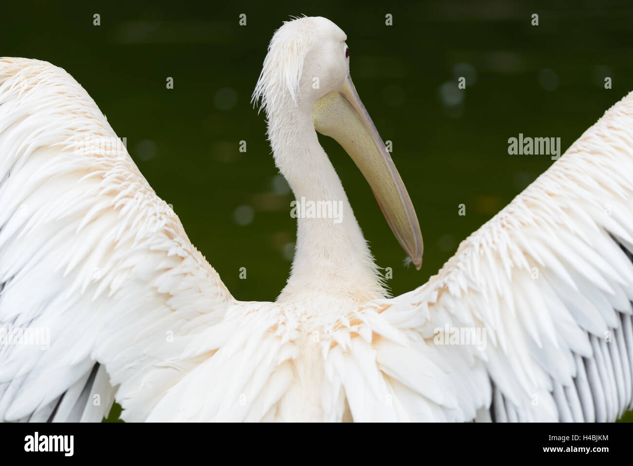 Rose's pelican, Pelecanus onocrotalus, back view, medium close-up Stock ...