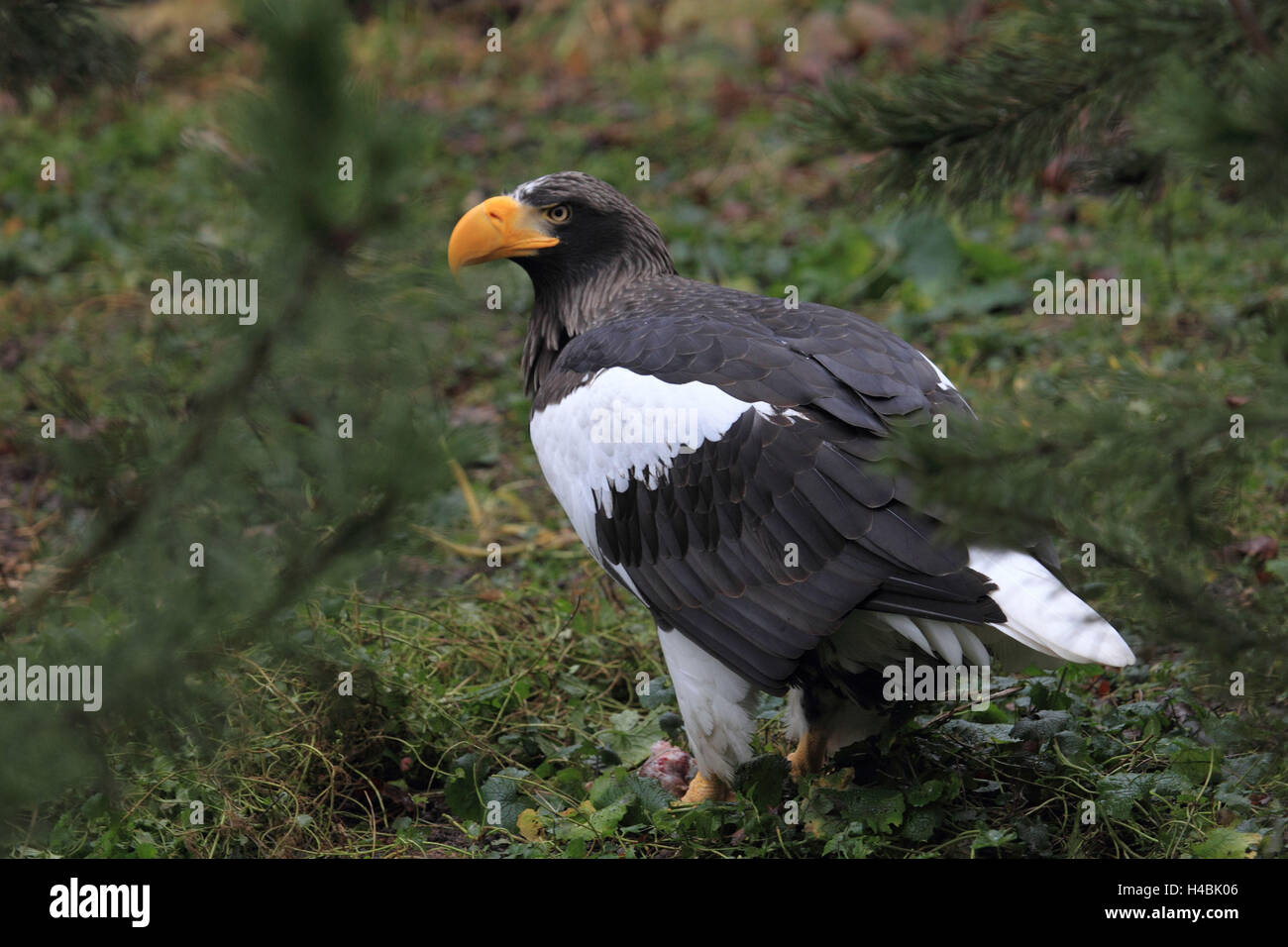 Gigantic lake eagle Stock Photo - Alamy