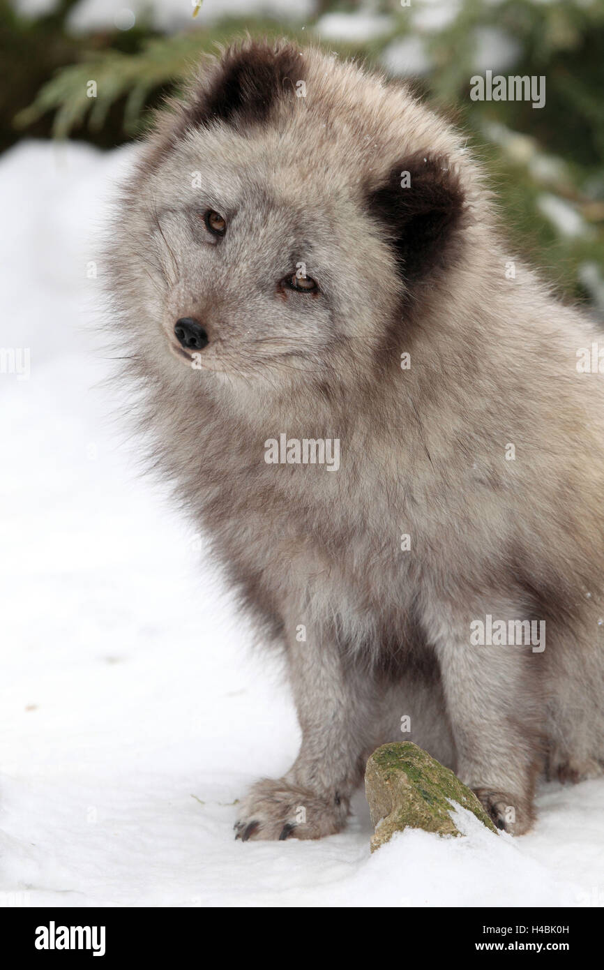Ice cream fox in winter Stock Photo - Alamy