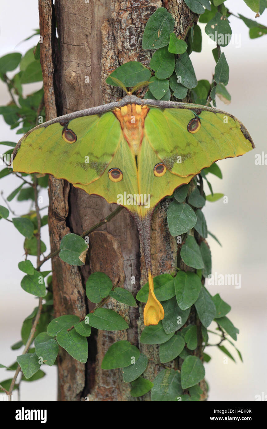 Comet butterfly hi-res stock photography and images - Alamy