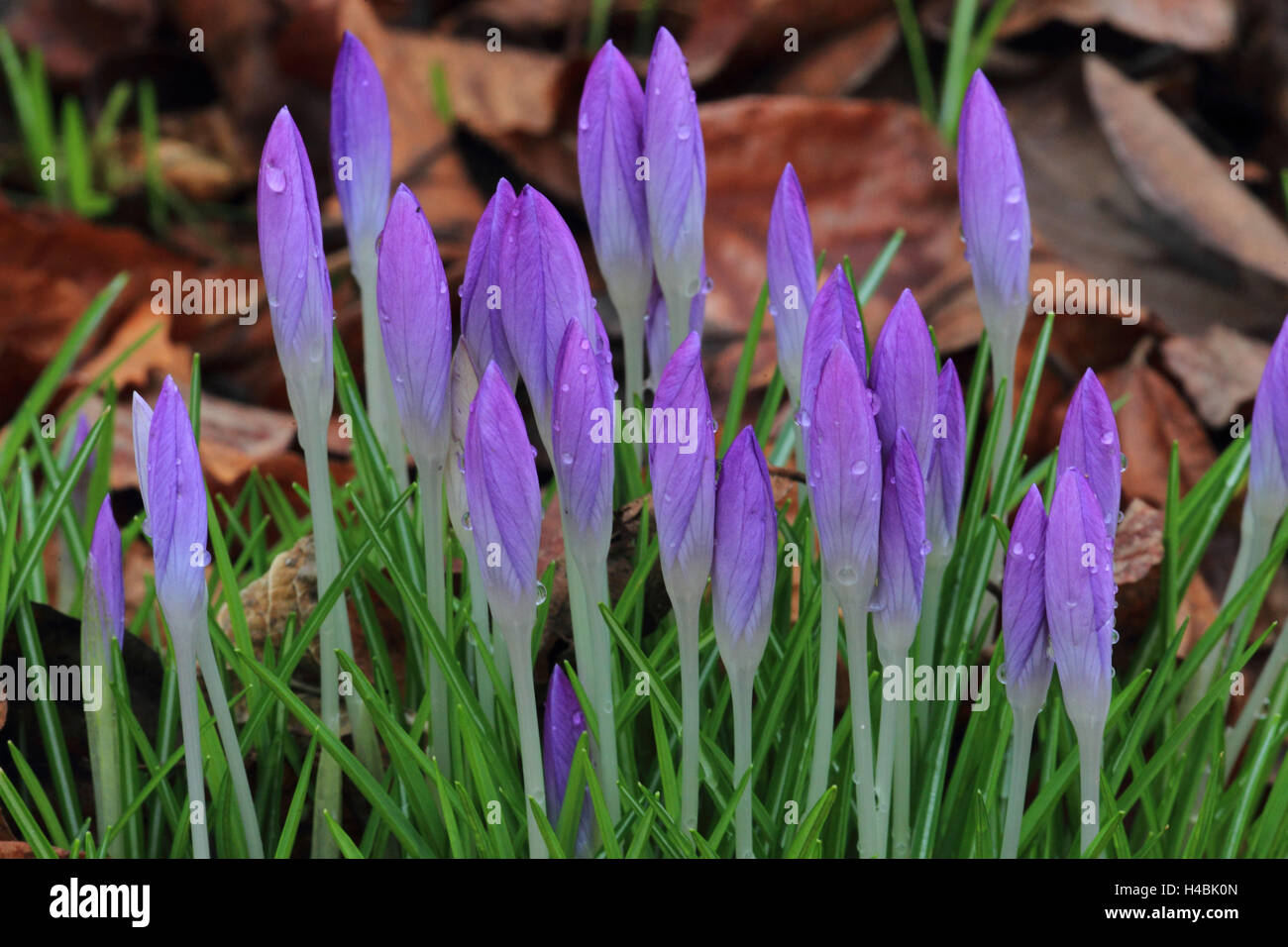 Crocus iris plant hi-res stock photography and images - Alamy