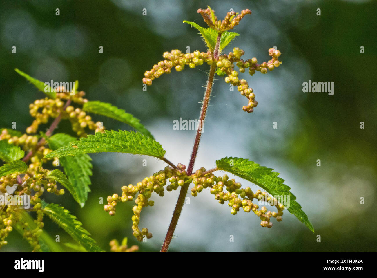 Stinging nettle, female, semen state, Urtica dioica, stinging hairs ...