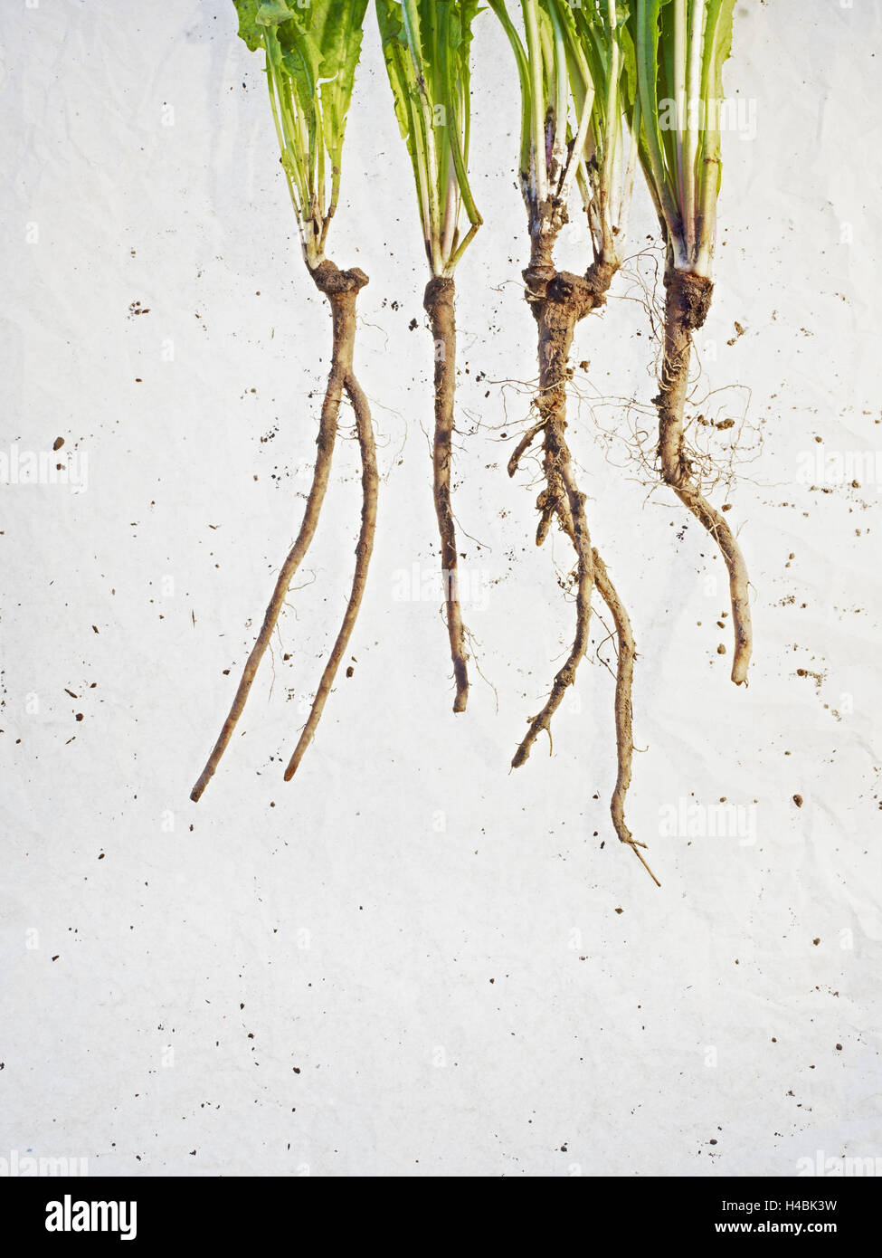 Dandelion, Taraxacum officinale, roots, ground, leaves, green, brown ...