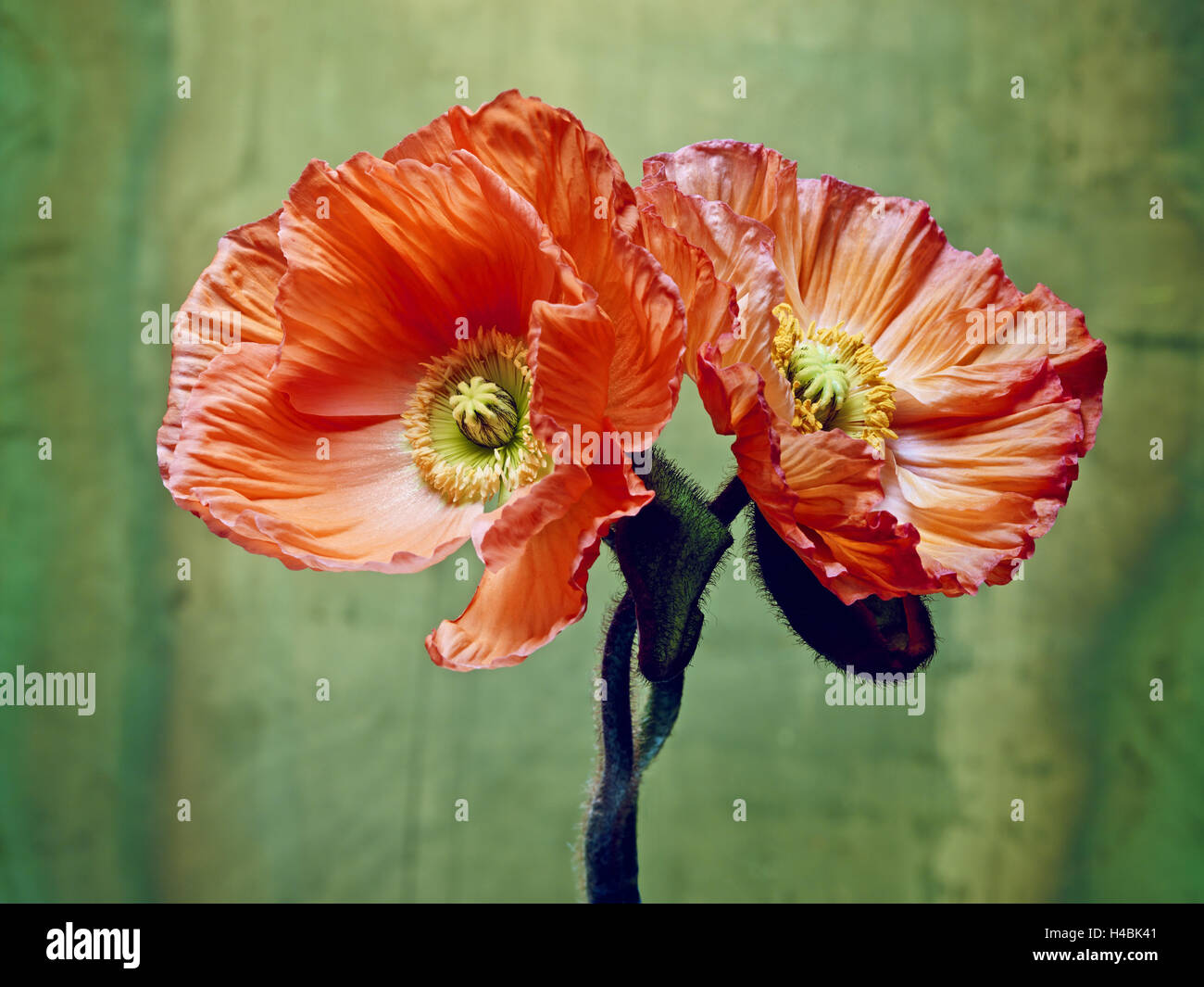 Poppy, blossoms, still life Stock Photo - Alamy