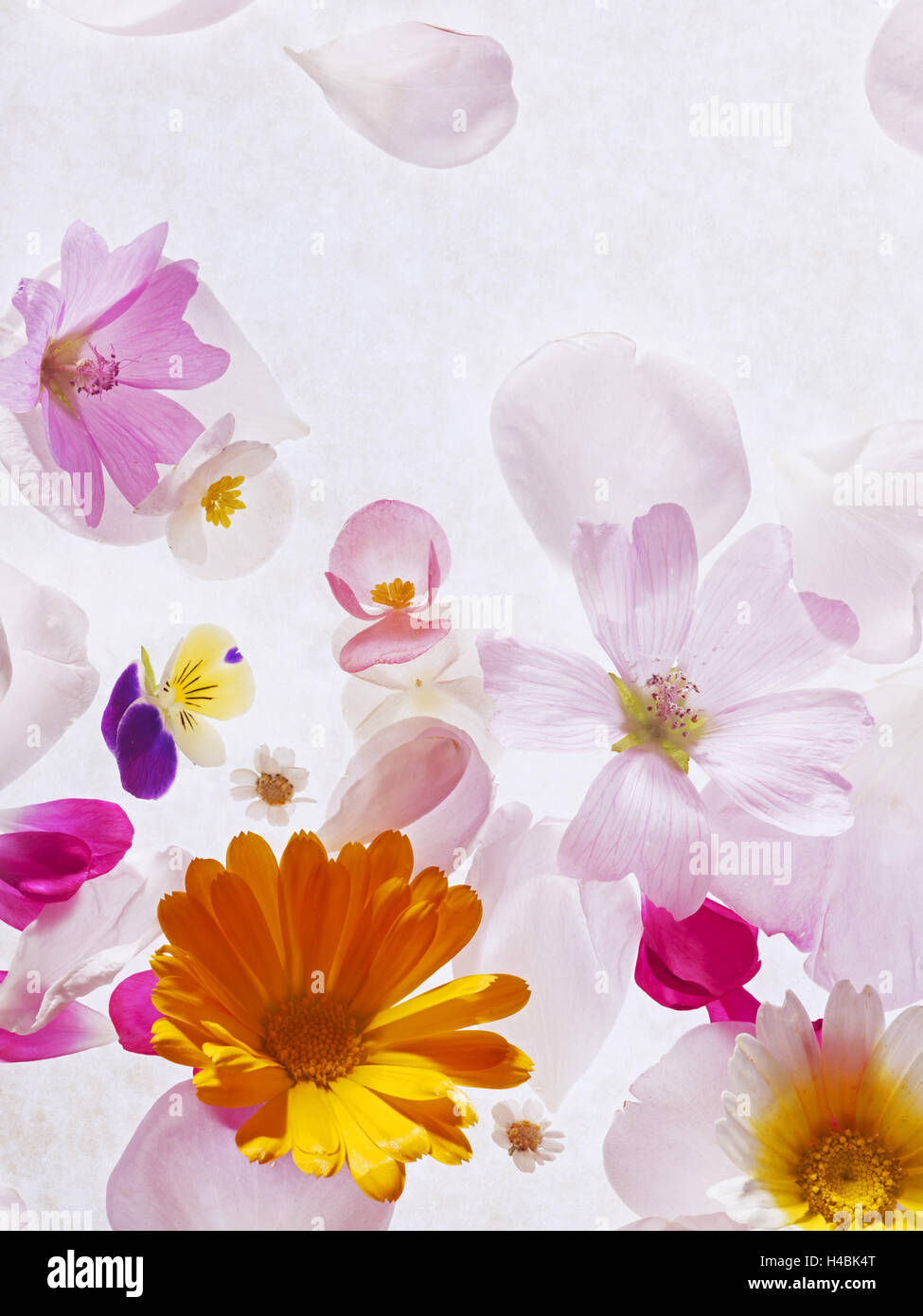 Blossoms, bright, different, still life Stock Photo - Alamy