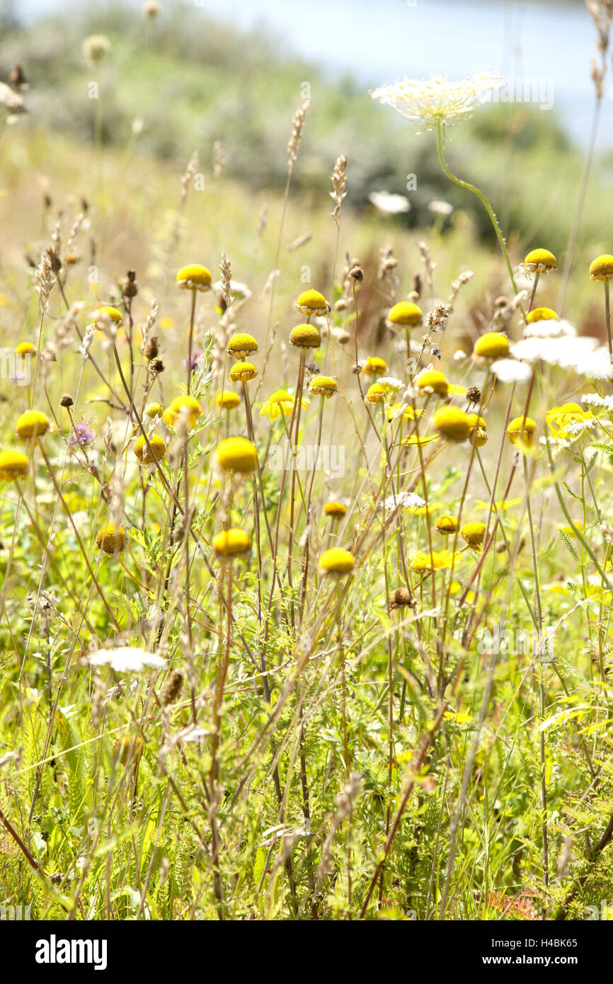 Meadow flowers, summer, yellow, potpourri Stock Photo - Alamy
