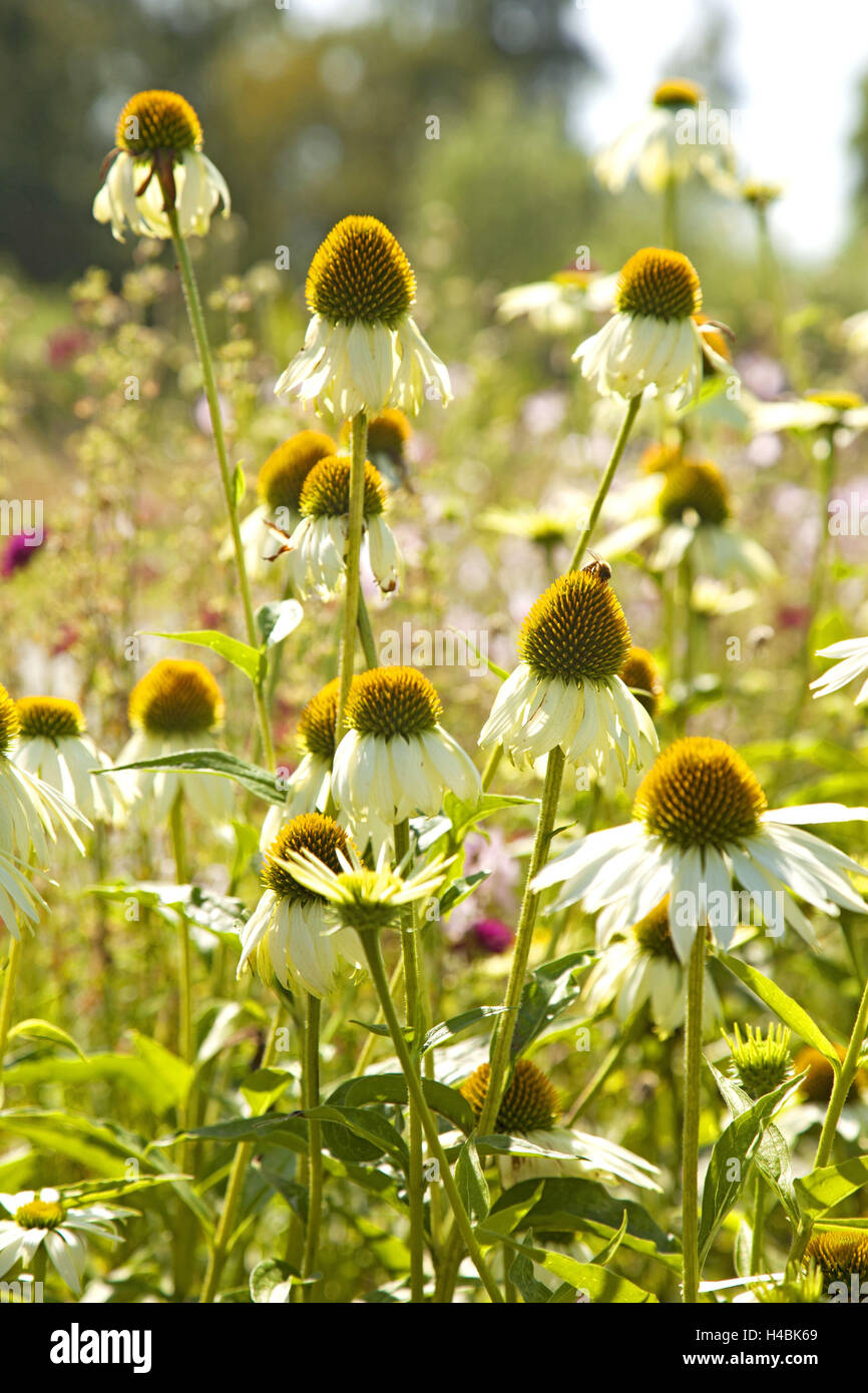 Medicinal plants, garden, white, Echinacea Stock Photo - Alamy