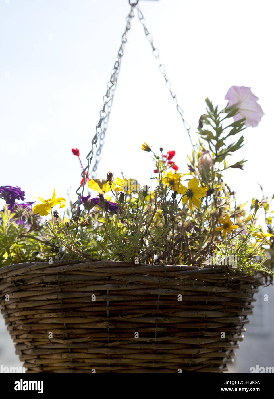 Flower, basket, colorful, wicker basket Stock Photo - Alamy
