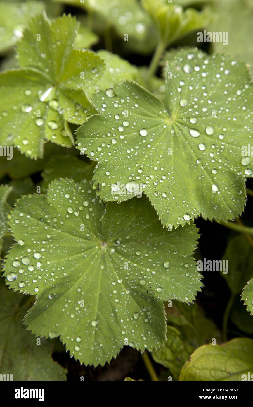 Lady's mantle, organic, medicinal plant, leaves Stock Photo - Alamy