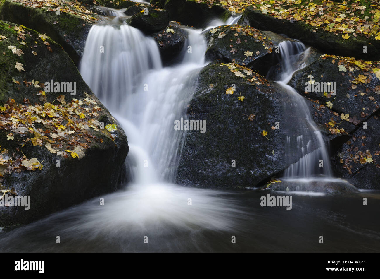 Enshrouded forest landscape hi-res stock photography and images - Alamy