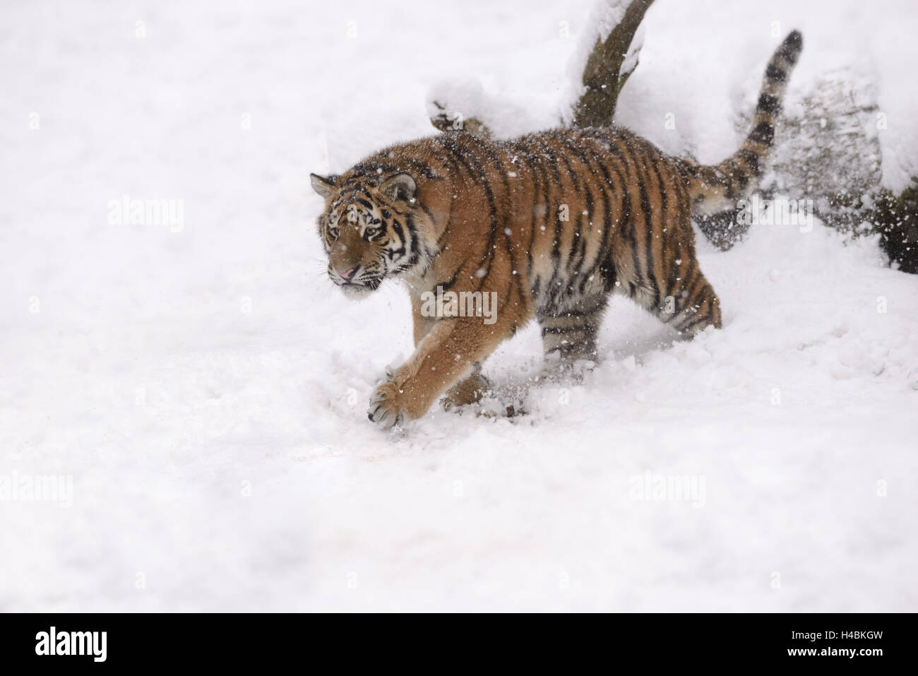 Siberian tiger, Panthera tigris altaica, subadult in winter Stock Photo ...