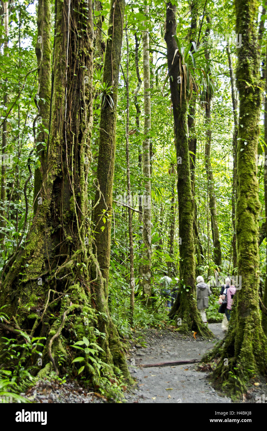 The Caribbean, Dominica, Morne Trois Pitons National Park Stock Photo ...