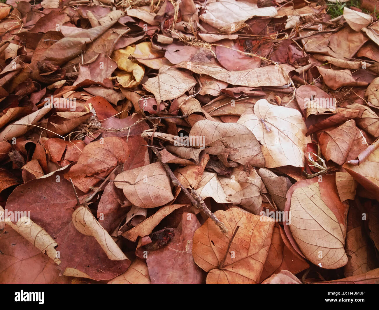 Peepal tree hi-res stock photography and images - Alamy