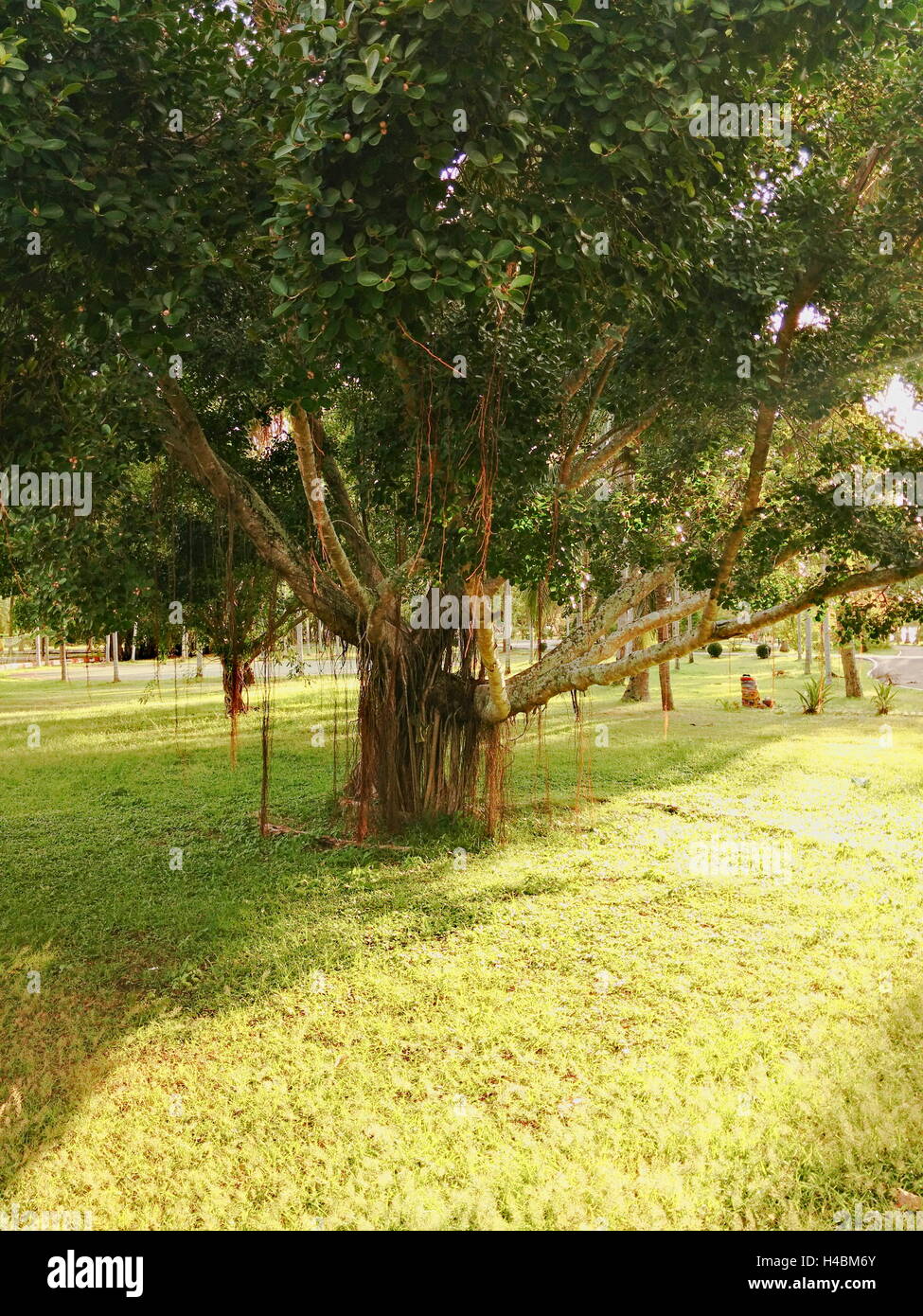 Ficus tree hi-res stock photography and images - Alamy