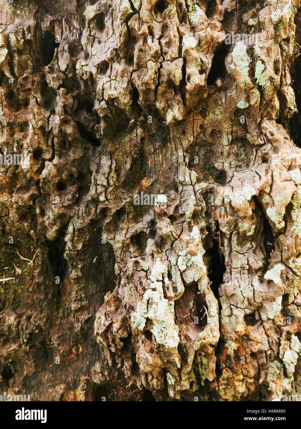 Tree bark texture hi-res stock photography and images - Alamy