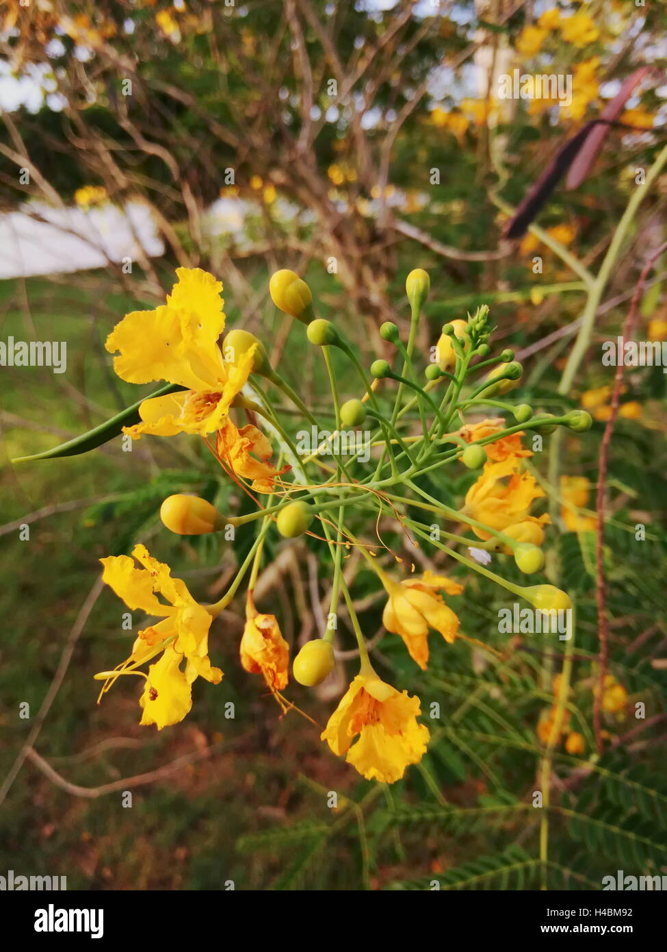 poinciana, peacock flower, red bird of paradise, Mexican bird of ...